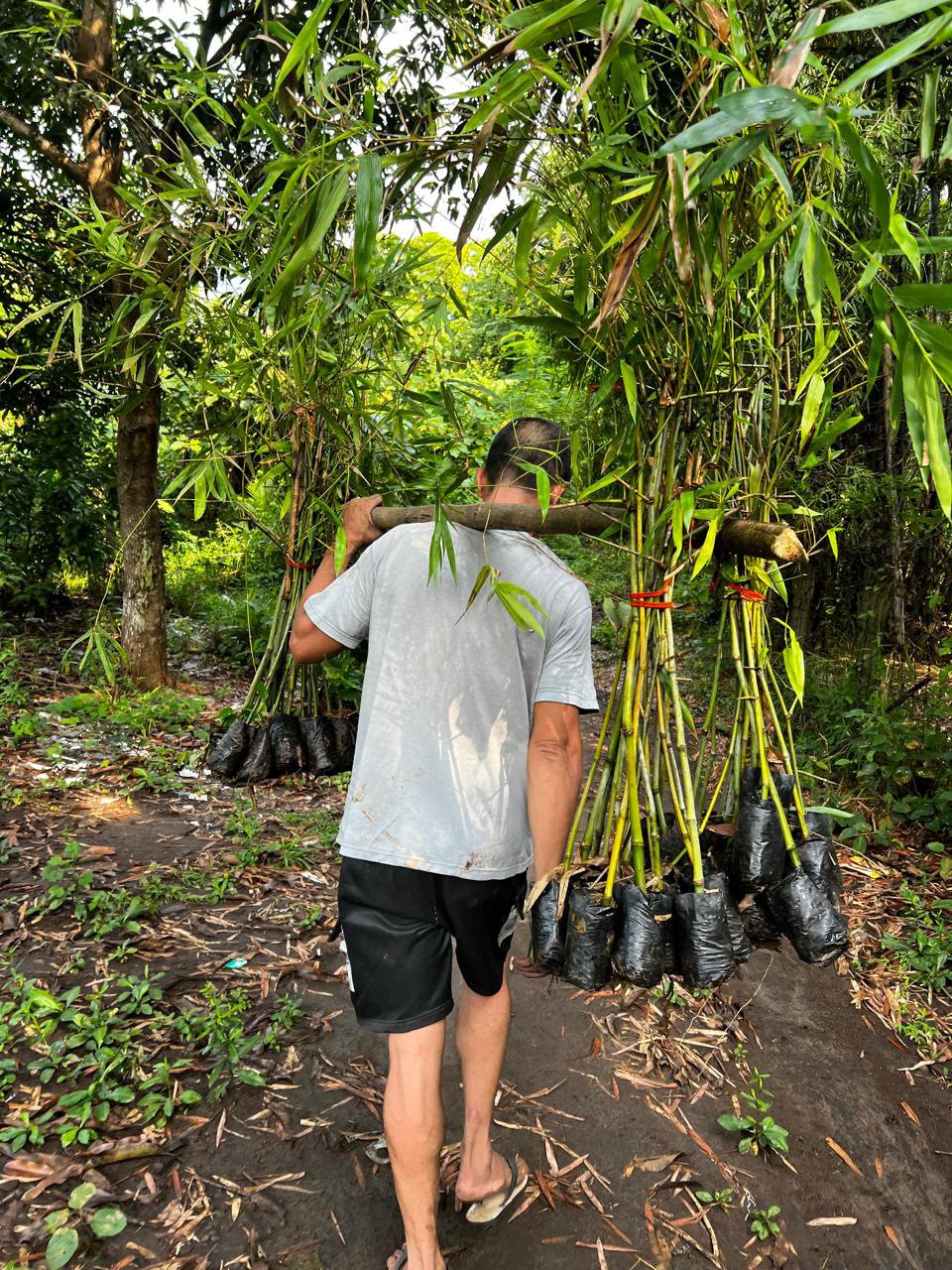 DITO Telecommunity’s Tulung Tulong DITO Volunteers Plant 1,000 Bamboo ...